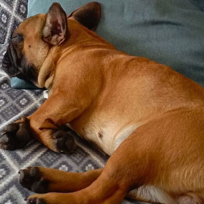 Французкая булочка