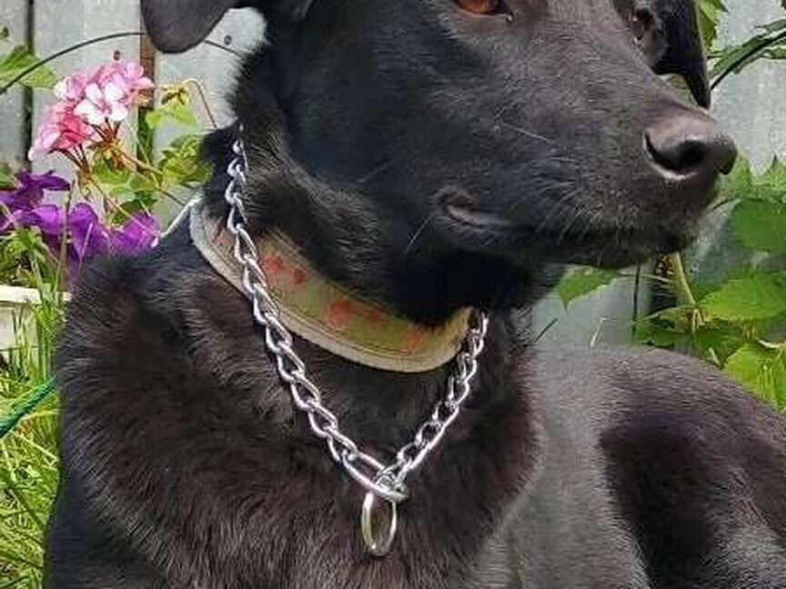 Собака