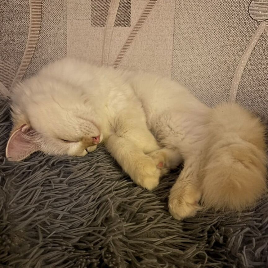 Мейн-кун котёнок