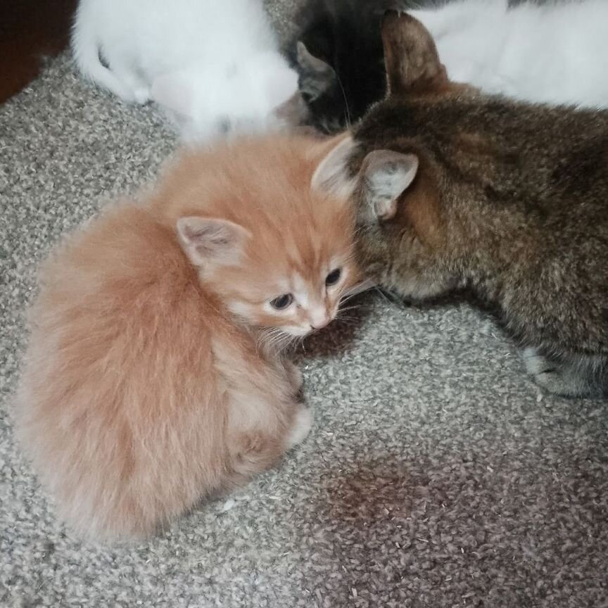 Котёнок в добрые руки