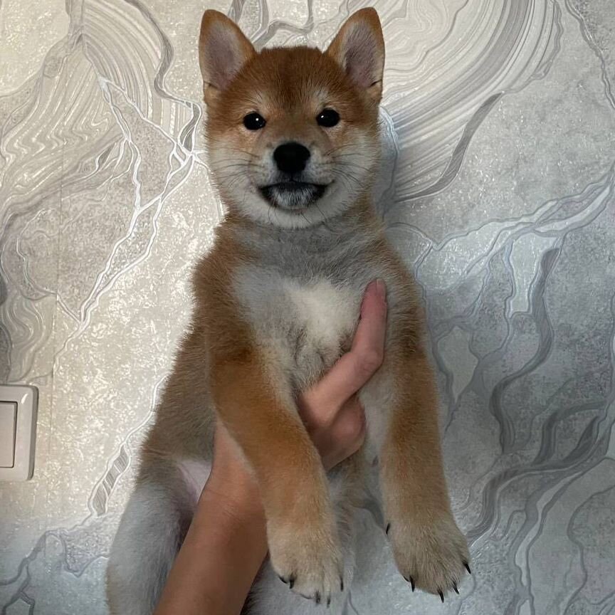 Сиба-ину, щенок