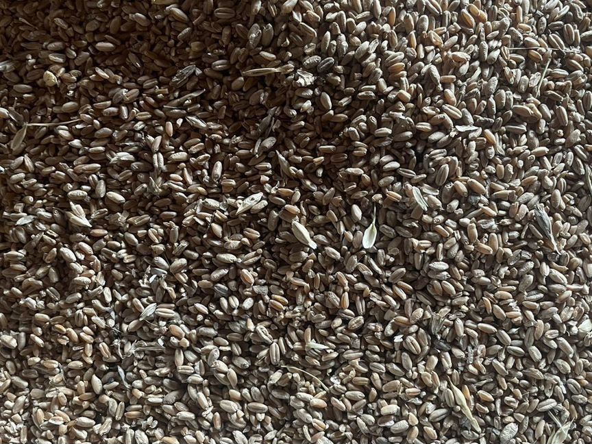 Зерно отходы