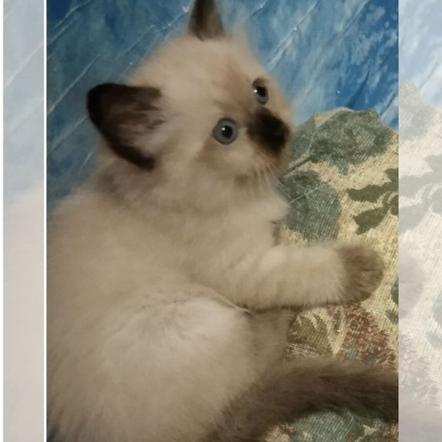 Тайские котята