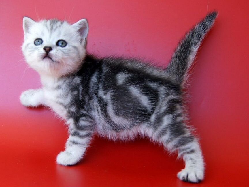 Счастье можно купить