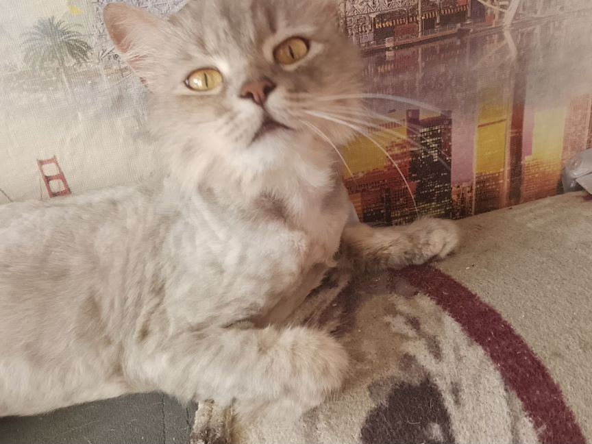 Кошка очень ищет дом