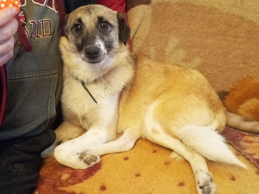 Маленькая собачка- милая Лия ищет дом