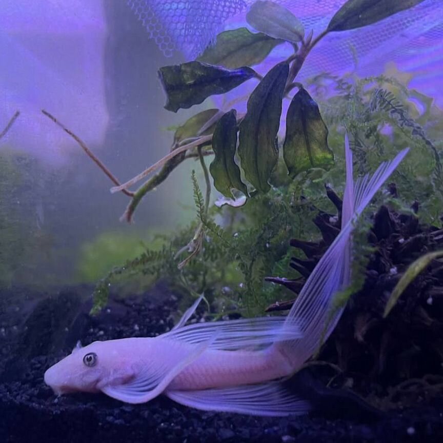 Анциструс вуалевый