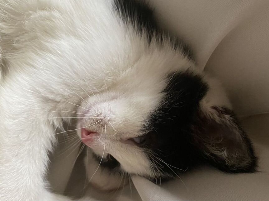 Отдадим котенка в милые ручки