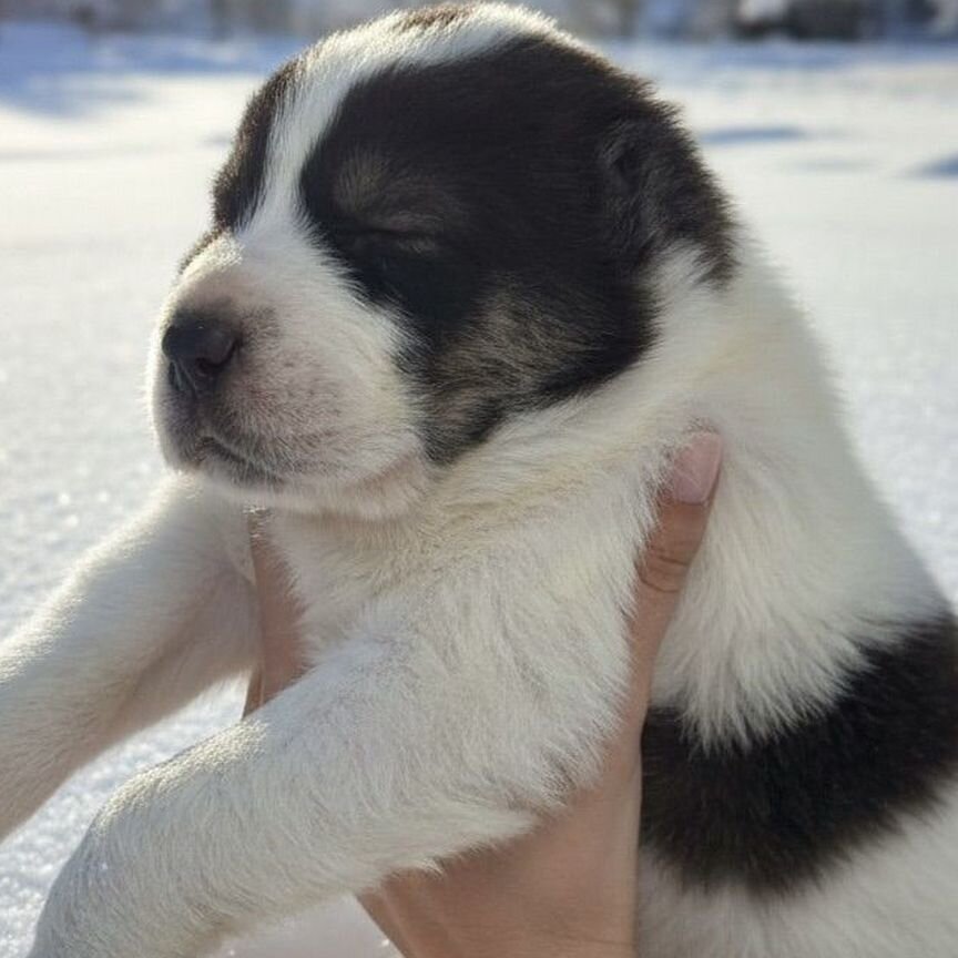 Среднеазиатская овчарка, щенок