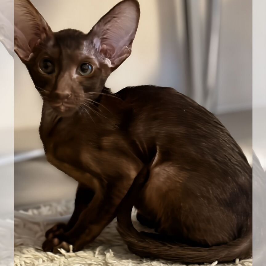 Ориентальный котёнок