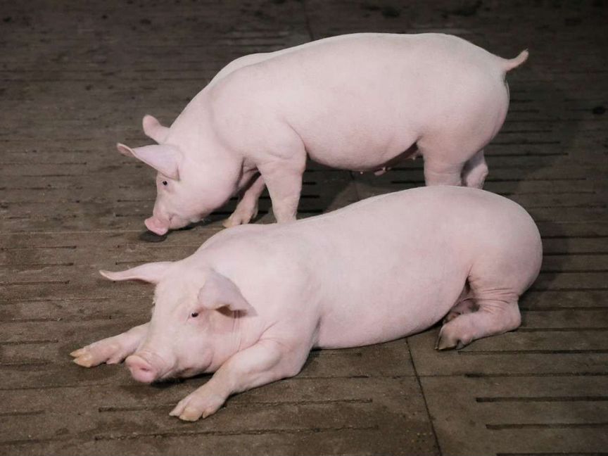 Осеменение свиней