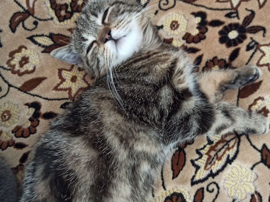 Кошечка 3:месяца Василиса