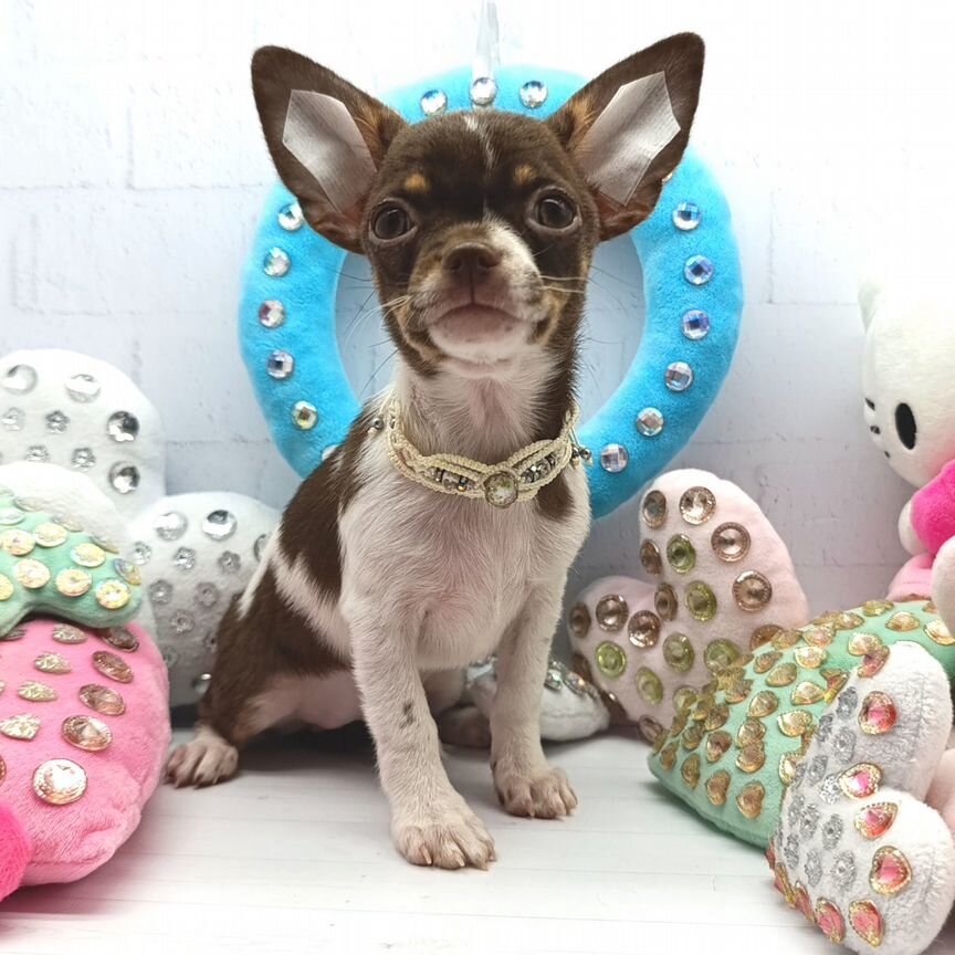 Чихуахуа, щенок