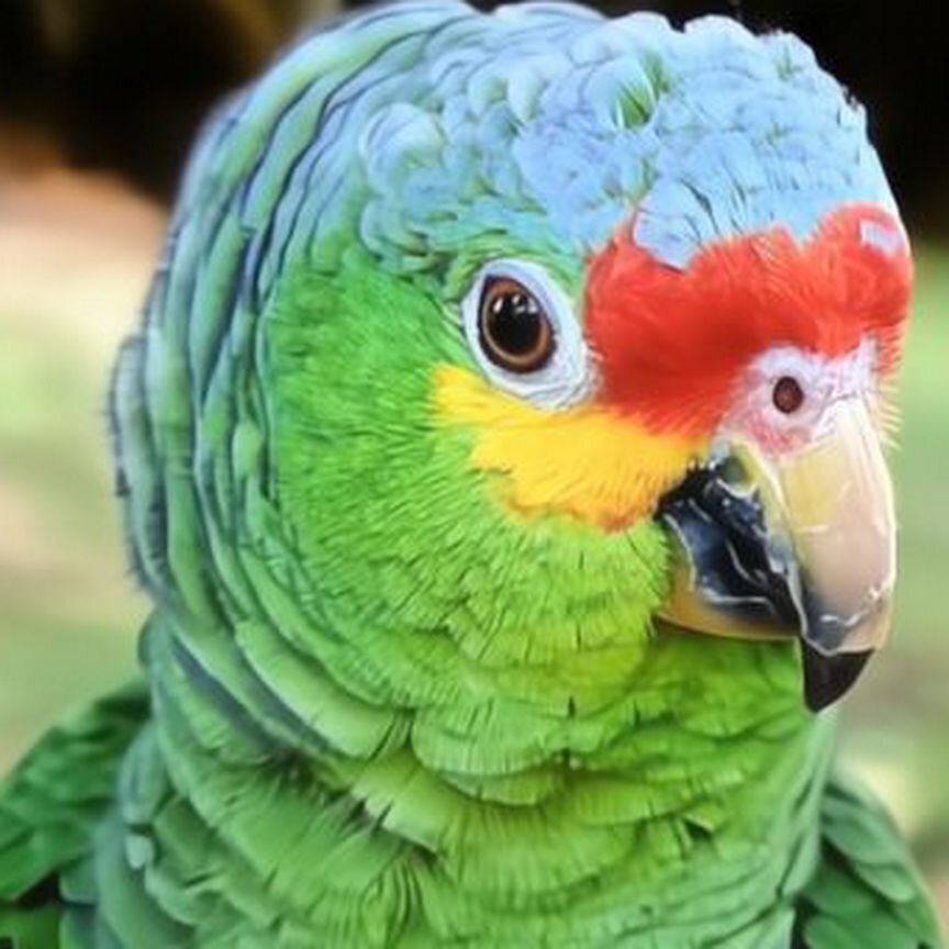Попугай Амазон Краснолобый самец