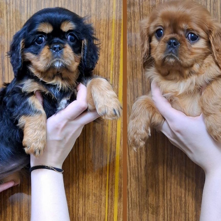 Кавалер кинг-чарльз-спаниель, щенок