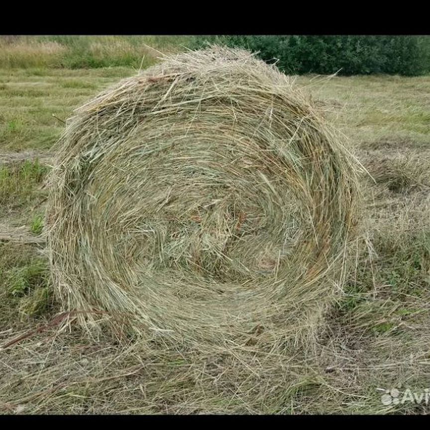 Продам сено в рулонах до 500 кг