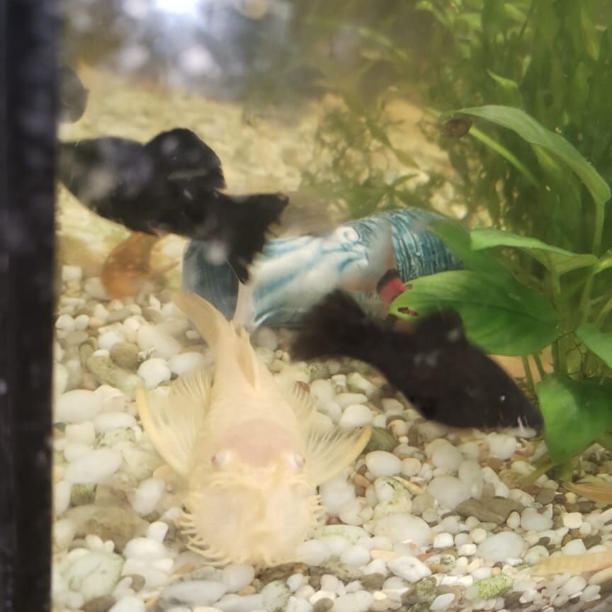 Аквариумное растение и рыбки