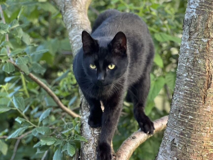 Кот пантера