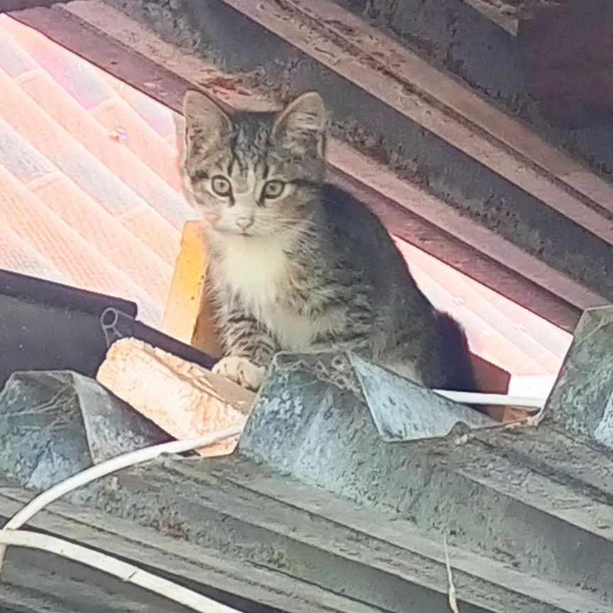 Котята в добрые руки бесплатно