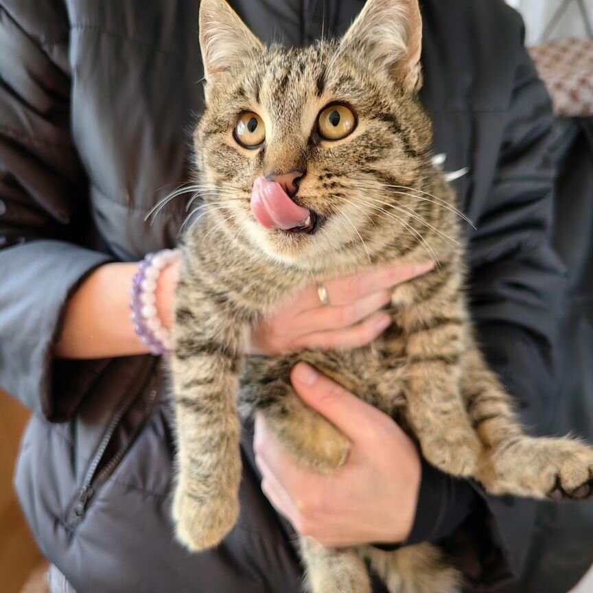 Котёнок - Рысёнок был спасён от холода и голода