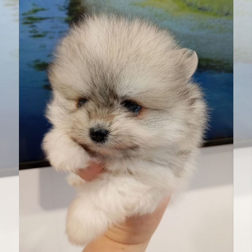 Померанский шпиц, щенок