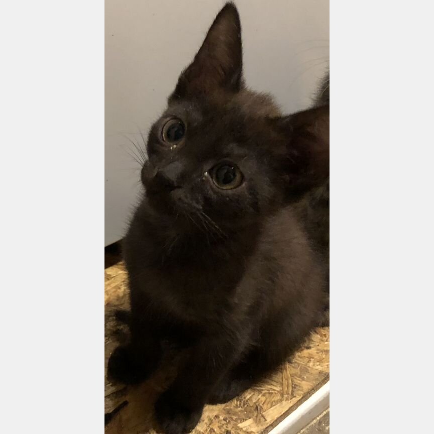 Котенок ищет дом