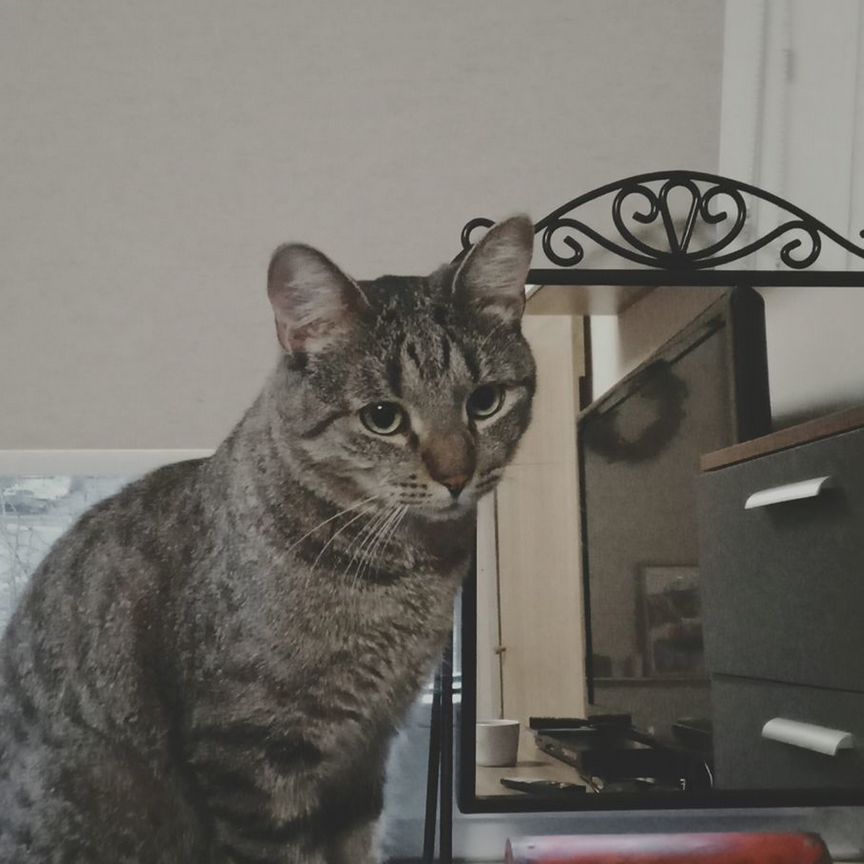 Кот