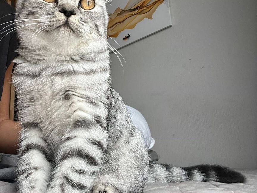 Британская кошка