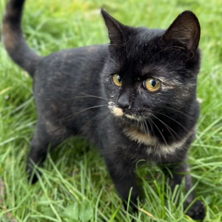 Европейский короткошёрстный котёнок