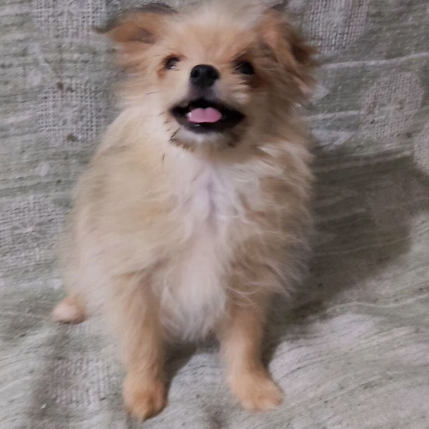 Маленькая собачка