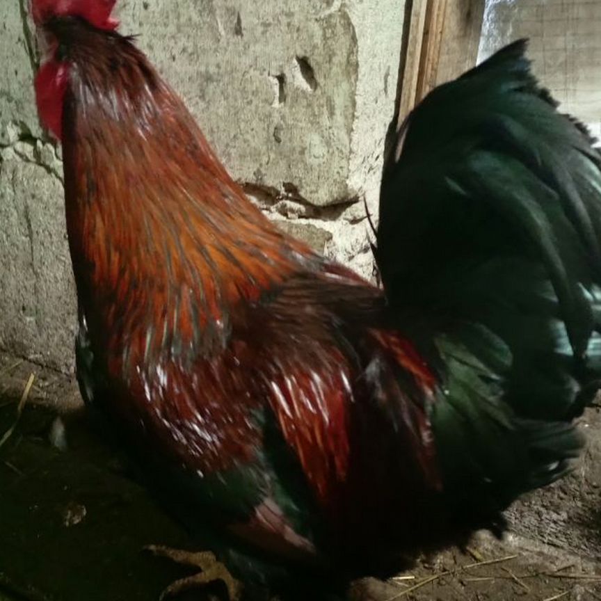 Куры петухи