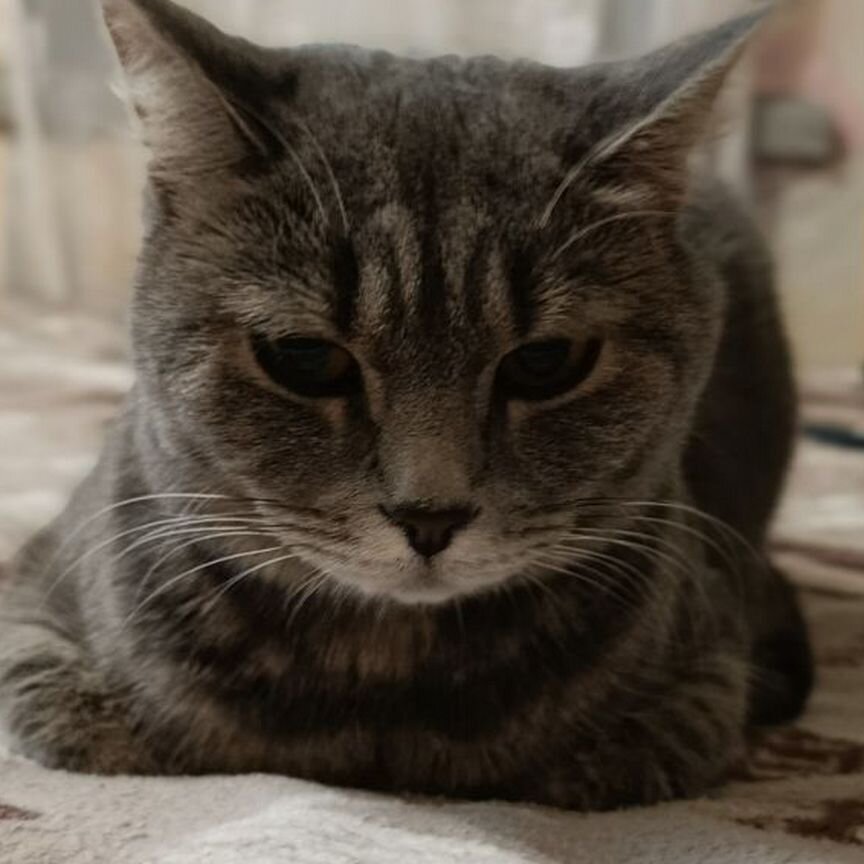 Взрослая кошка в добрые руки