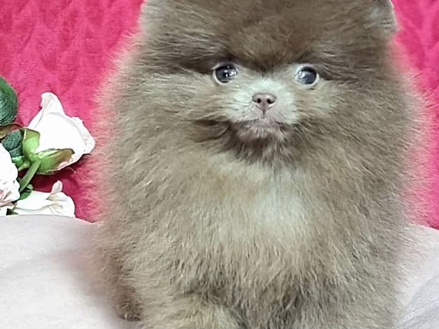 Мини малыши