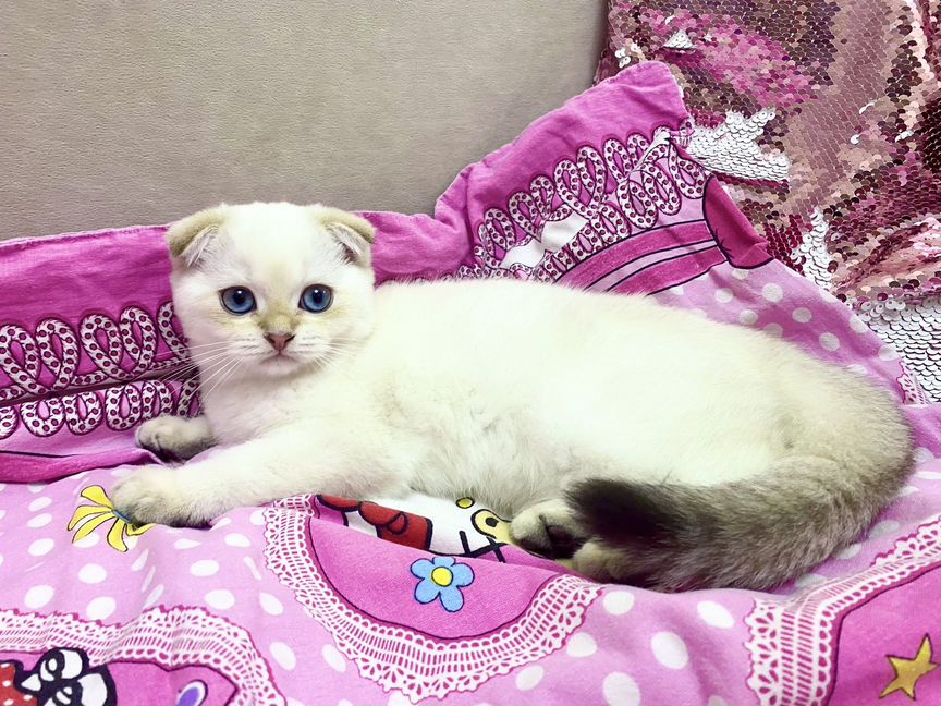Котенок золотая шиншилла