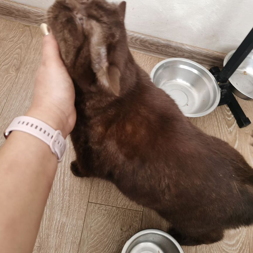 Отдам кота британеца в добрые руки