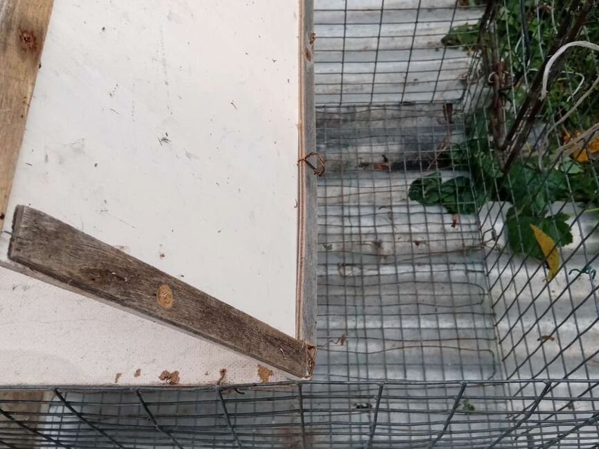 Клетка для цыплят