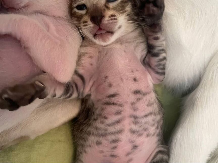 Ориентальные котята