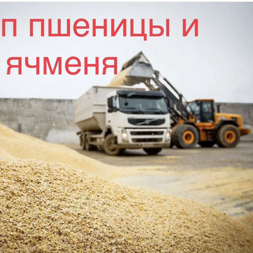 Пшеница и ячмень