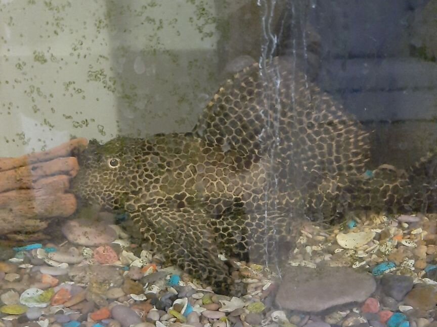 Сомик пятнистый 25 см