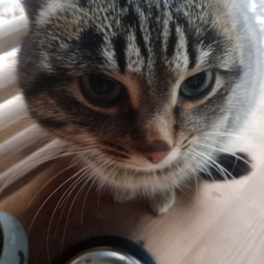 Котик бесплатно в добрые руки