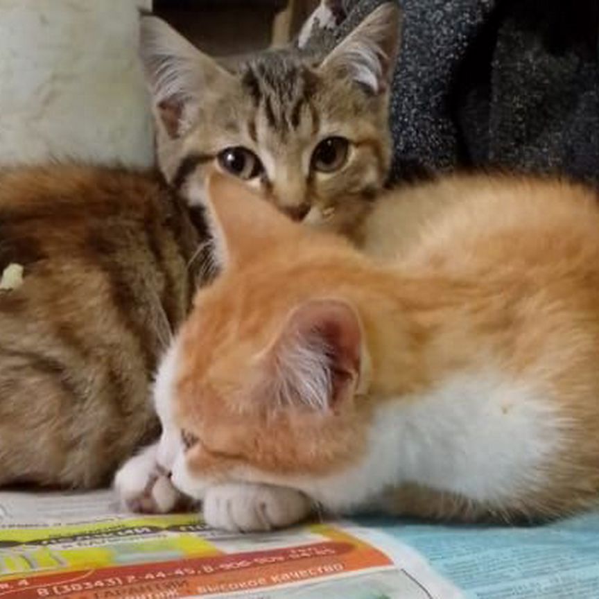 Отдам котят 3 месяца