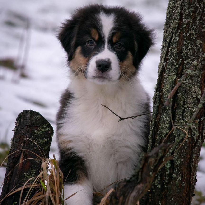 Австралийская овчарка, щенок