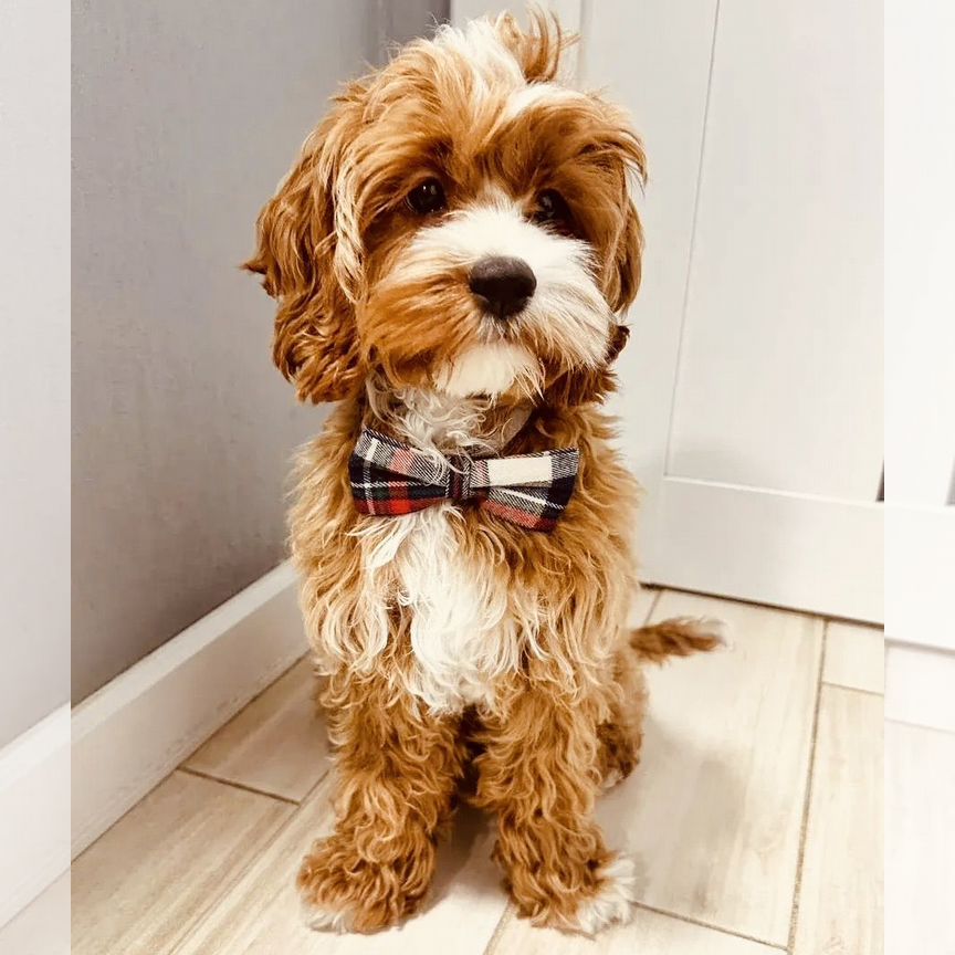 Кокапу, щенок