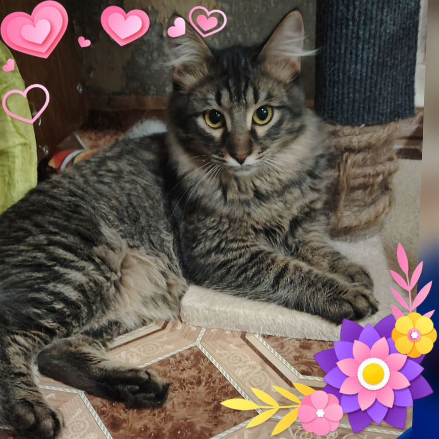 Котик