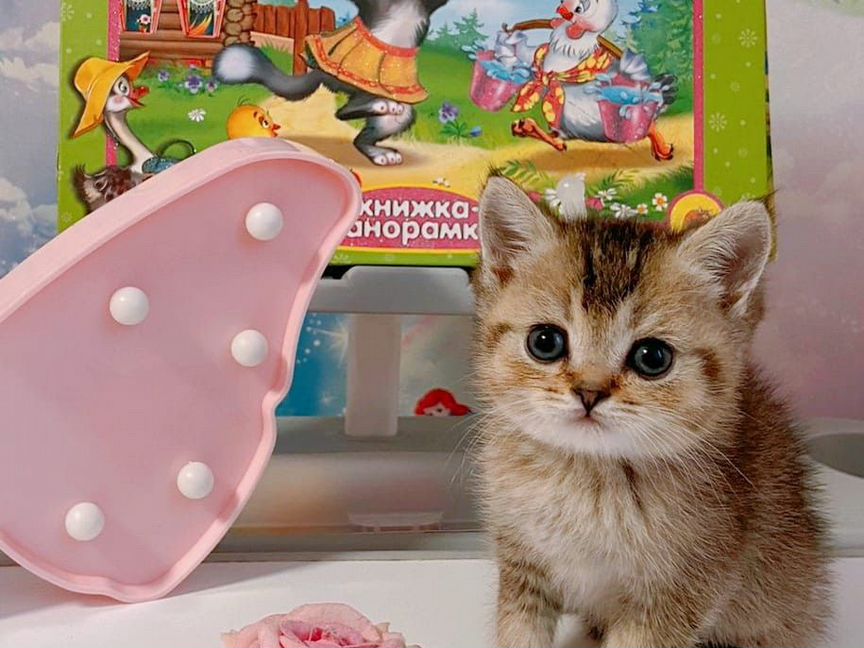 Шотландские котята