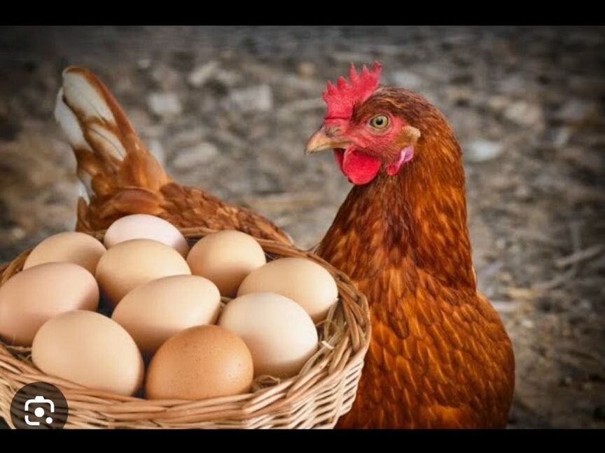 Курочки молодки (3.5-4 месяца)