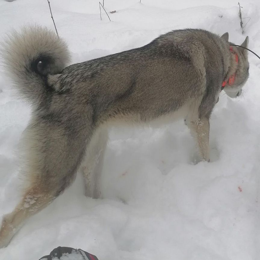 Лайка, щенок