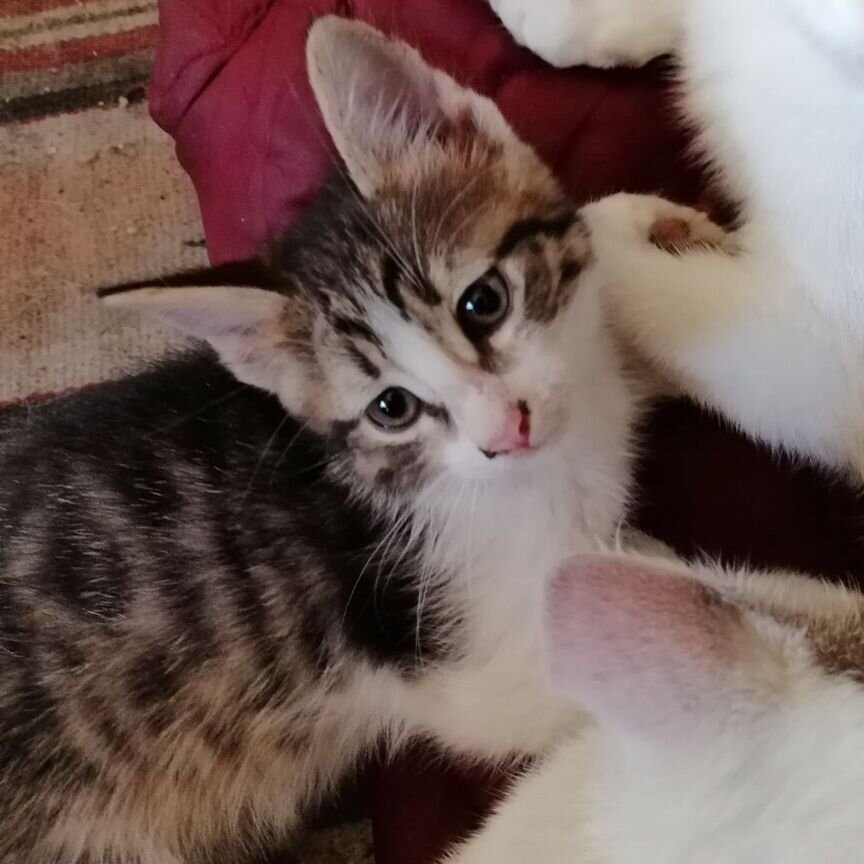Котята в добрые руки бесплатно