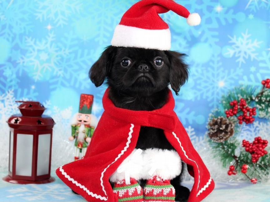 Пти брабансон (флаффи)