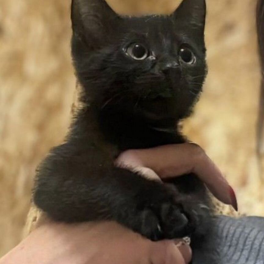 Котята мальчик и девочка